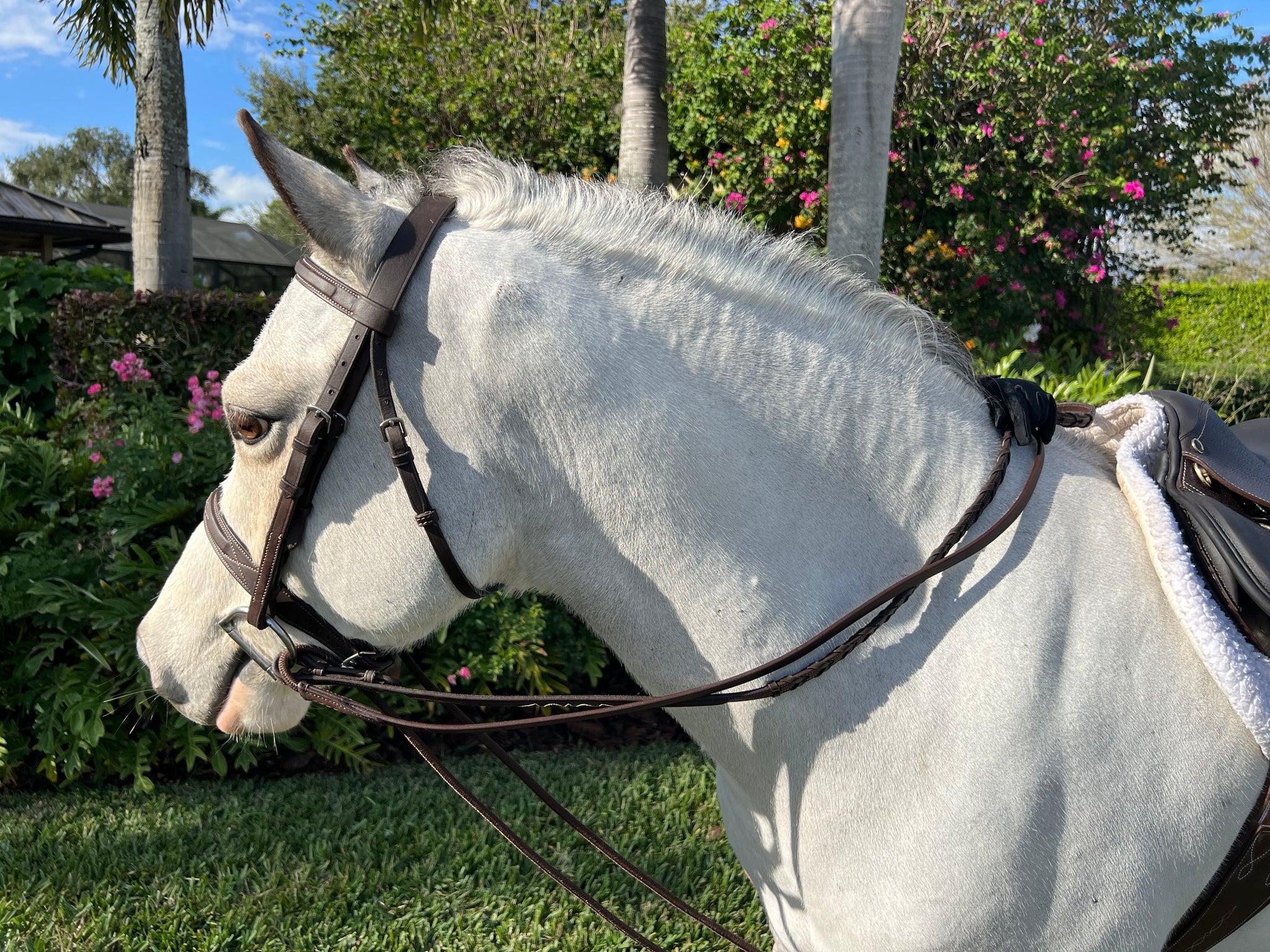 Draw Reins – BelleandBow